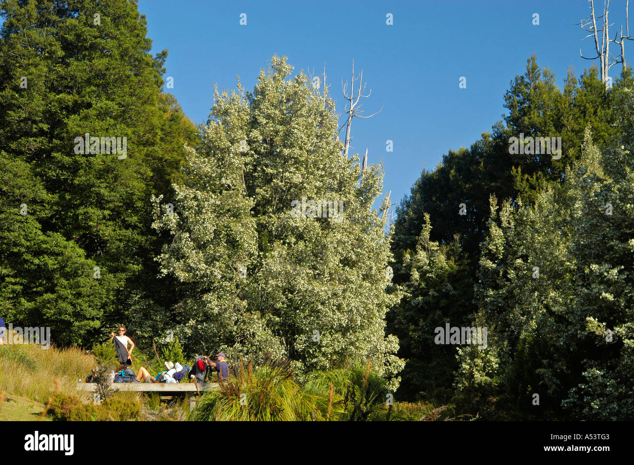 Hikers resting under leatherwood trees Eucryphia lucida on Overland ...