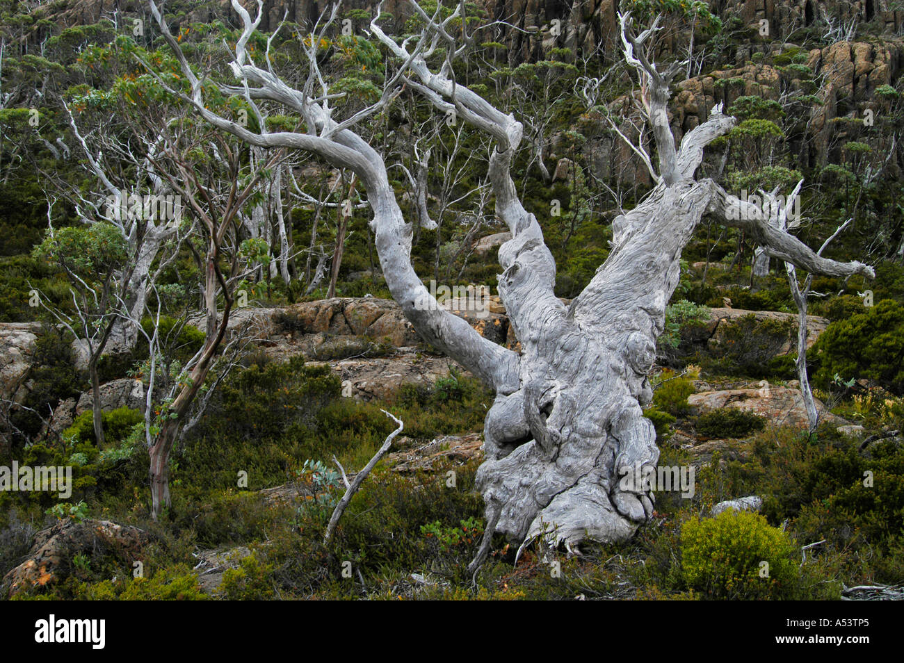 The Labyrinth near Pine Valley on Overland Track in Cradle Mountain ...