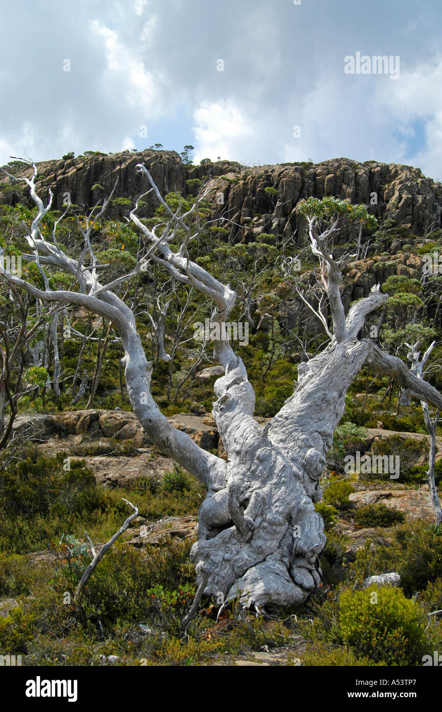 Australia nature plant portrait format tasmania travel tree hi-res ...