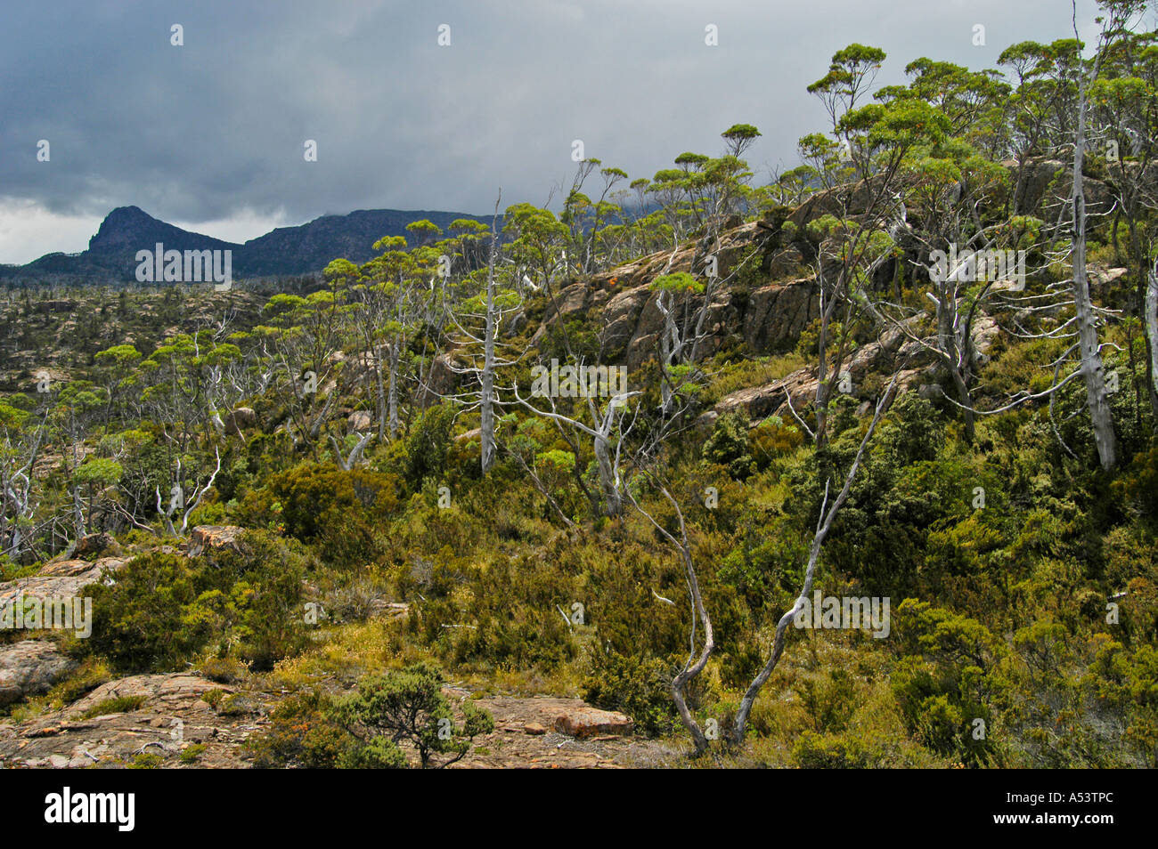 The Labyrinth near Pine Valley on Overland Track in Cradle Mountain ...