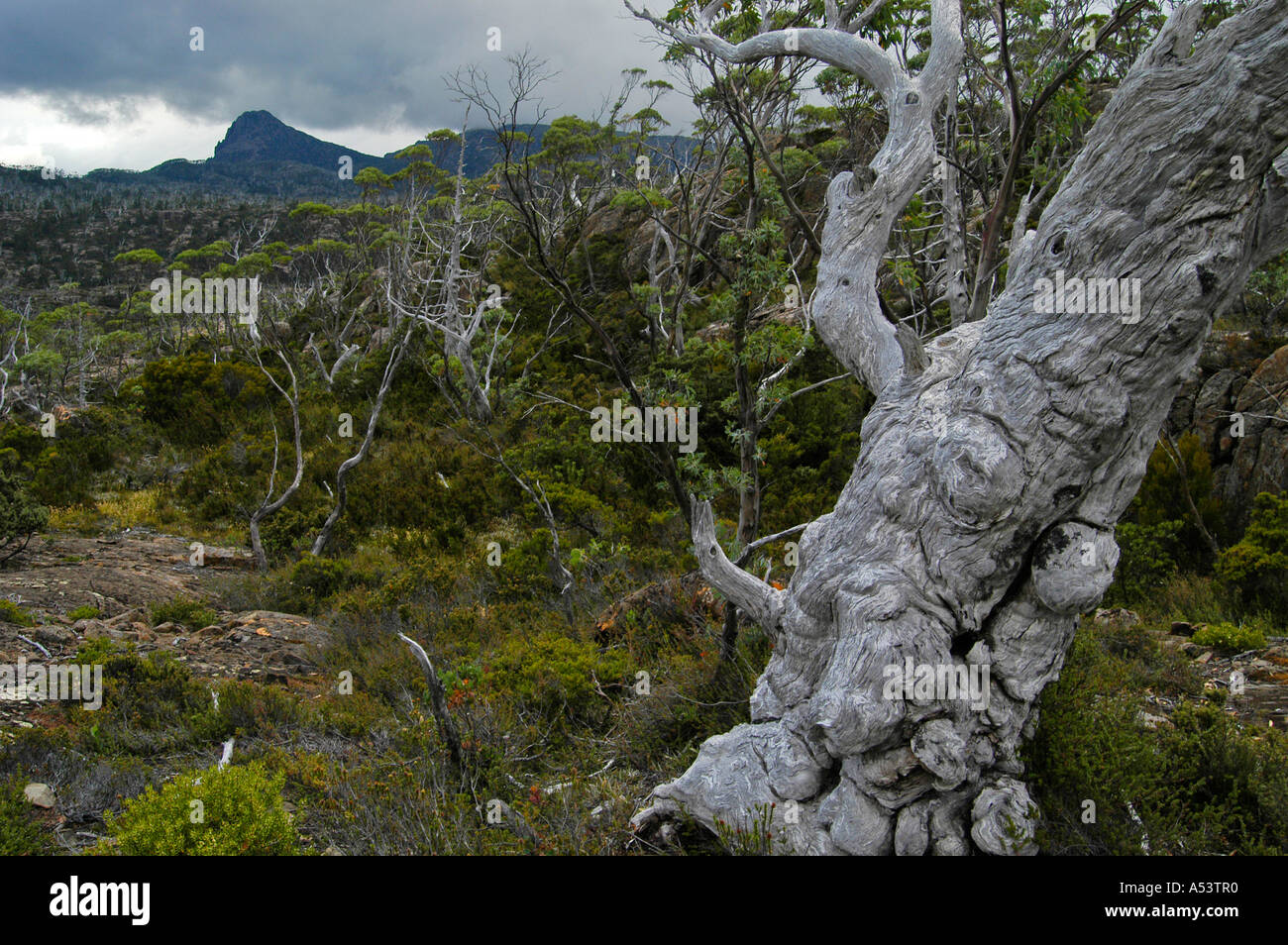 The Labyrinth near Pine Valley on Overland Track in Cradle Mountain ...