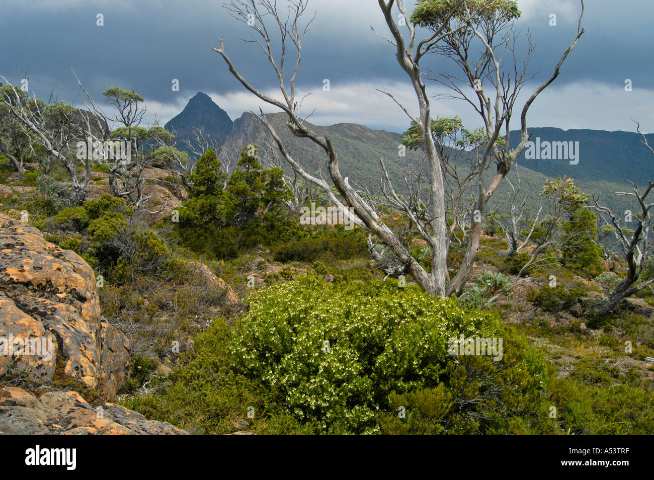 The Labyrinth near Pine Valley on Overland Track in Cradle Mountain ...
