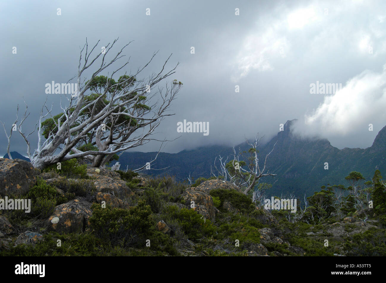 The Labyrinth near Pine Valley on Overland Track in Cradle Mountain ...