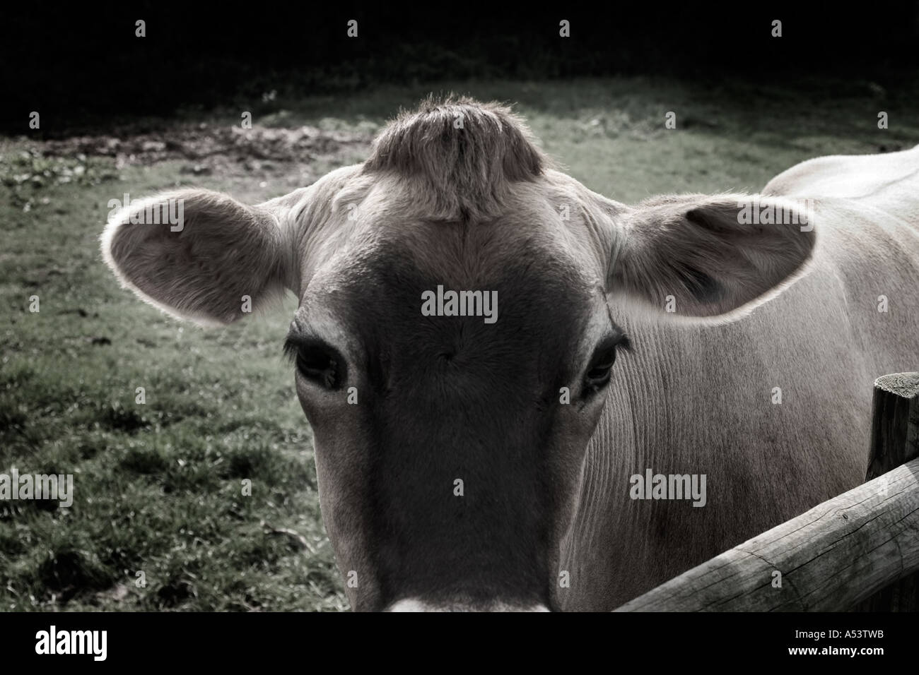 Dairy cow in a field - the photograph has been colour enhanced and ...