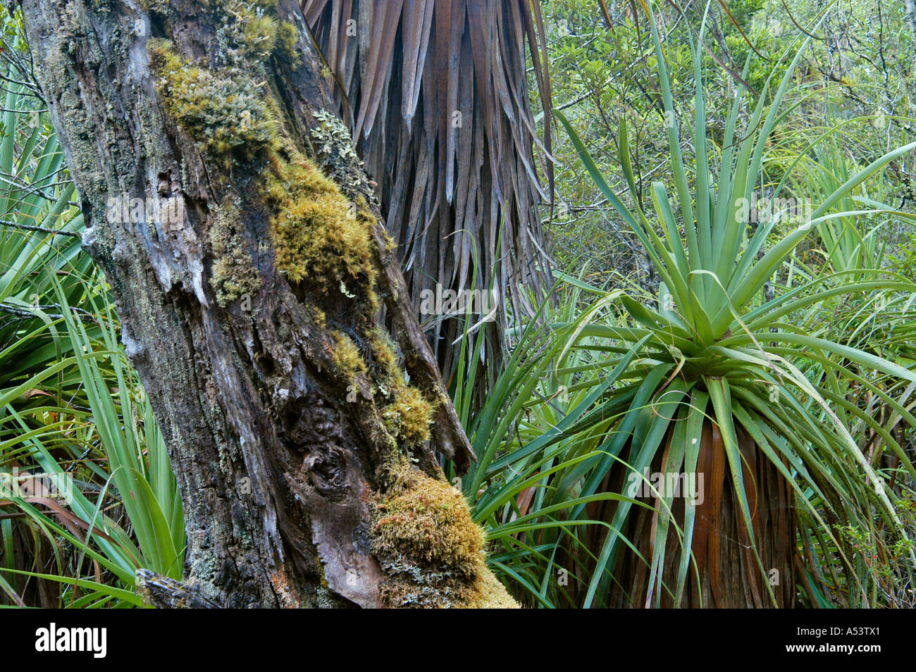 Rainforest with Pandanus trees Richea Pandanifolia in Pine Valley on ...