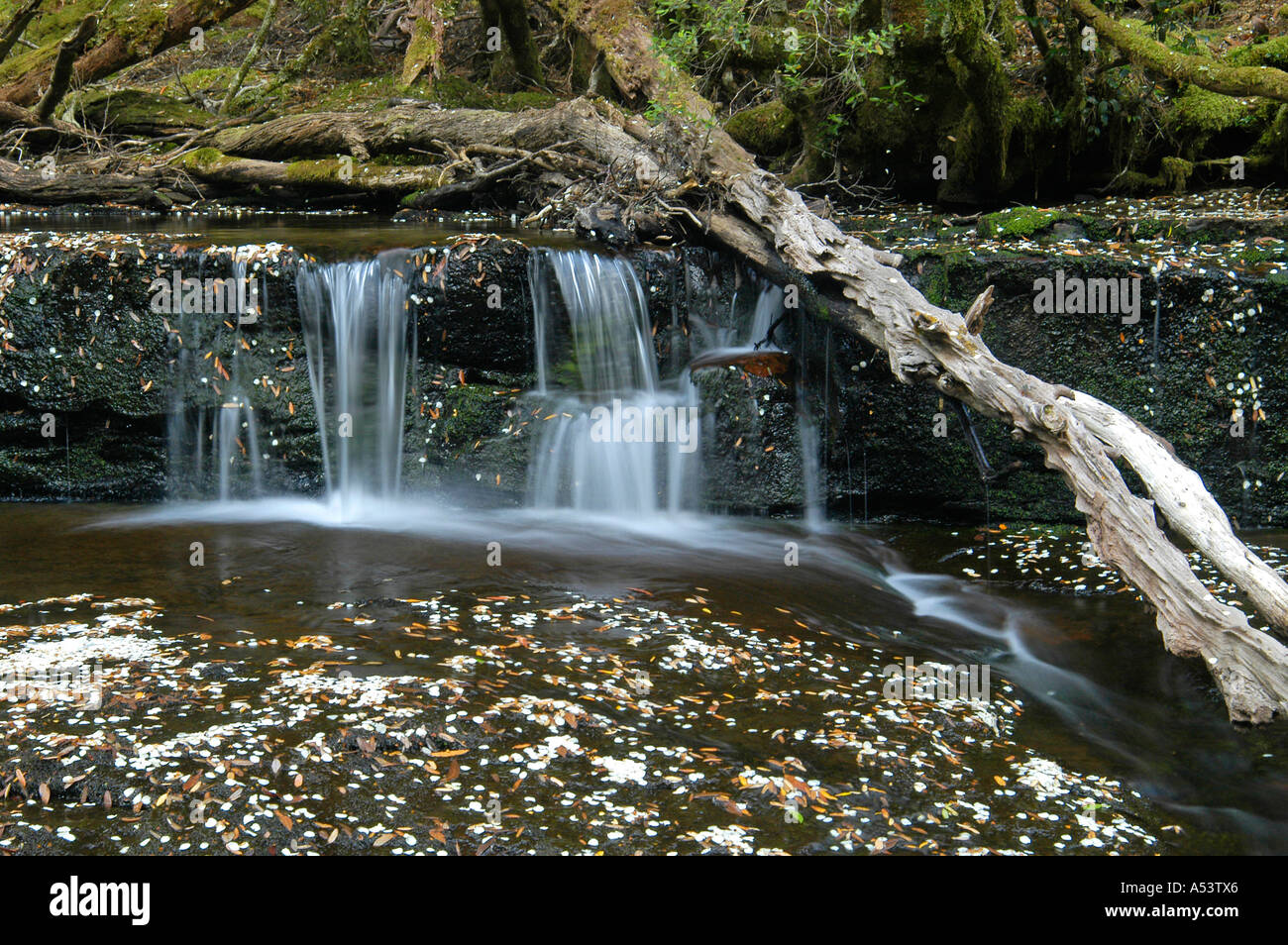 Australia lake mountain rain forest hi-res stock photography and images ...