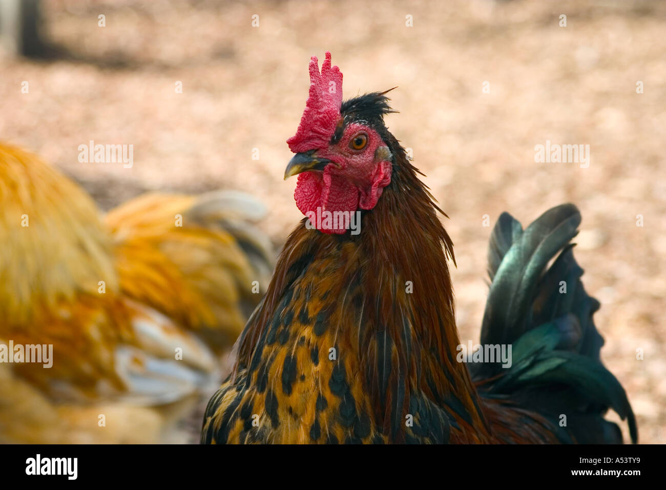 Black cockerel hi-res stock photography and images - Alamy