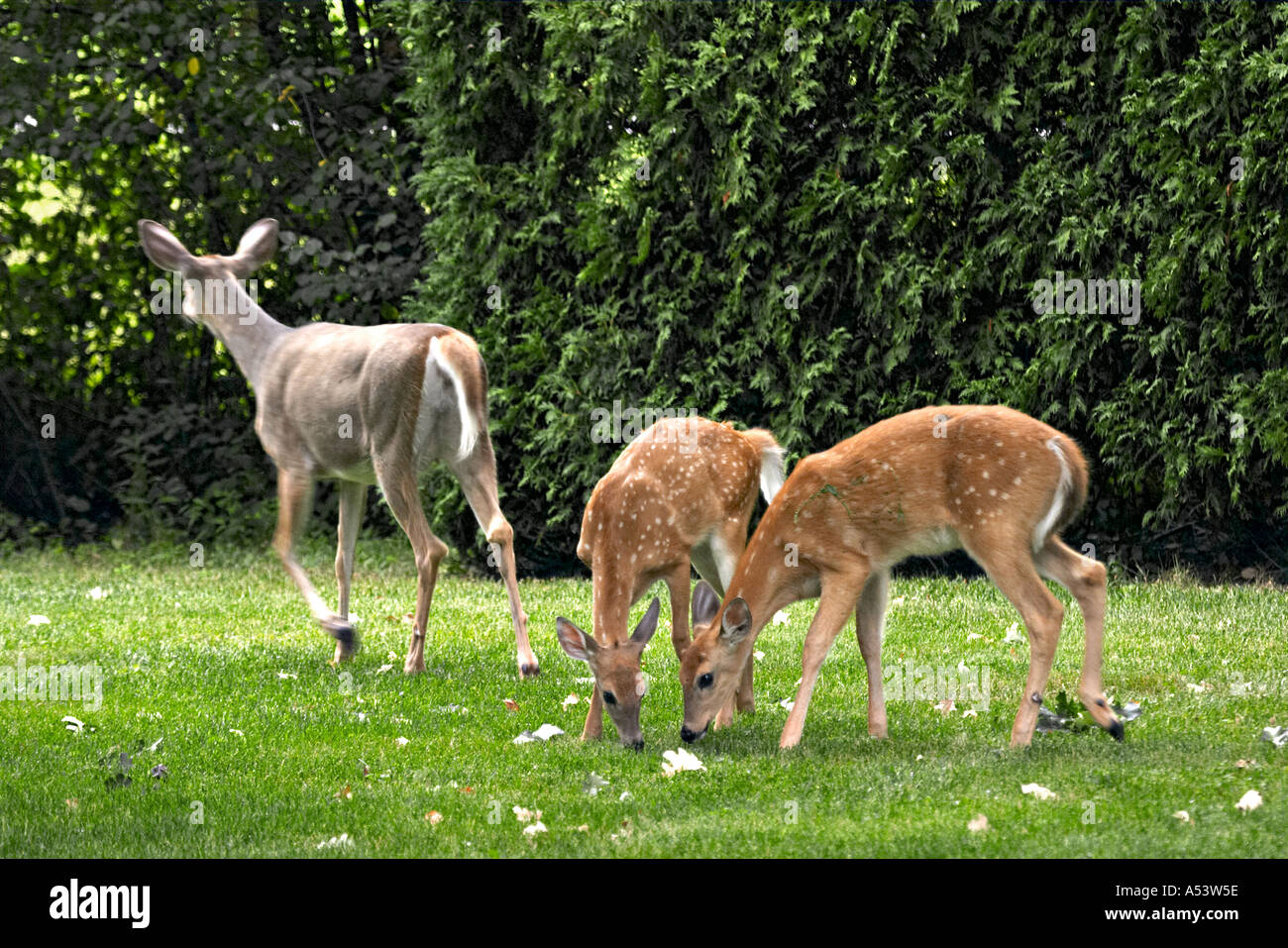 White Tailed Deer Eating Acorns