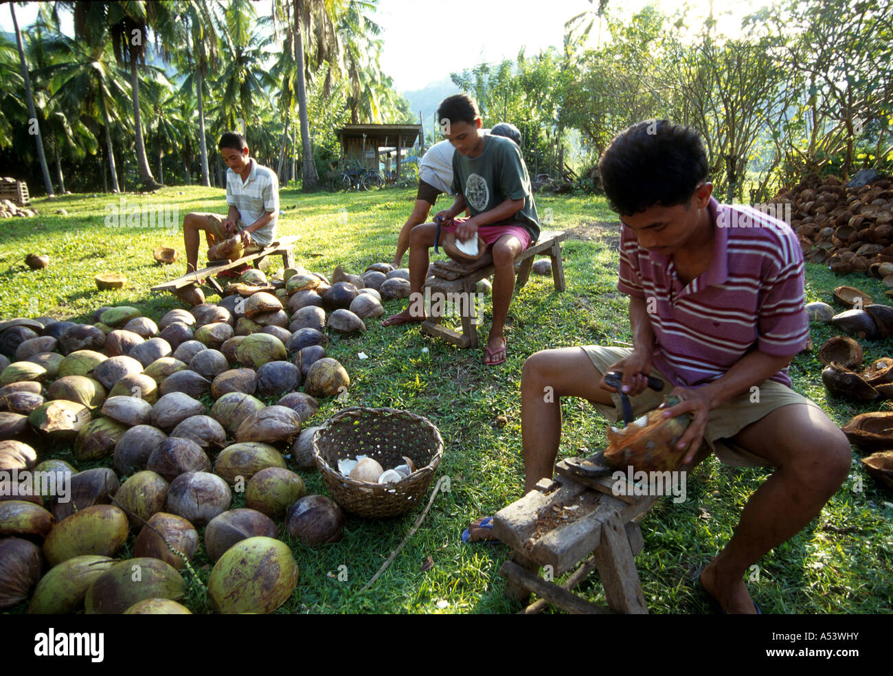 Painet ha2171 4392 men philippines splitting coconuts for copra bolton ...
