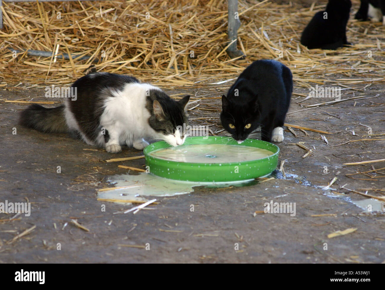 Feral cats in farmyard hi-res stock photography and images - Alamy