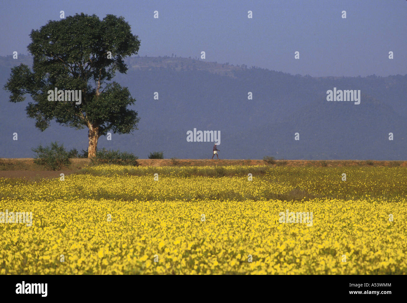 Painet ha2200 4475 india landscape rape seed bloom bihar country ...