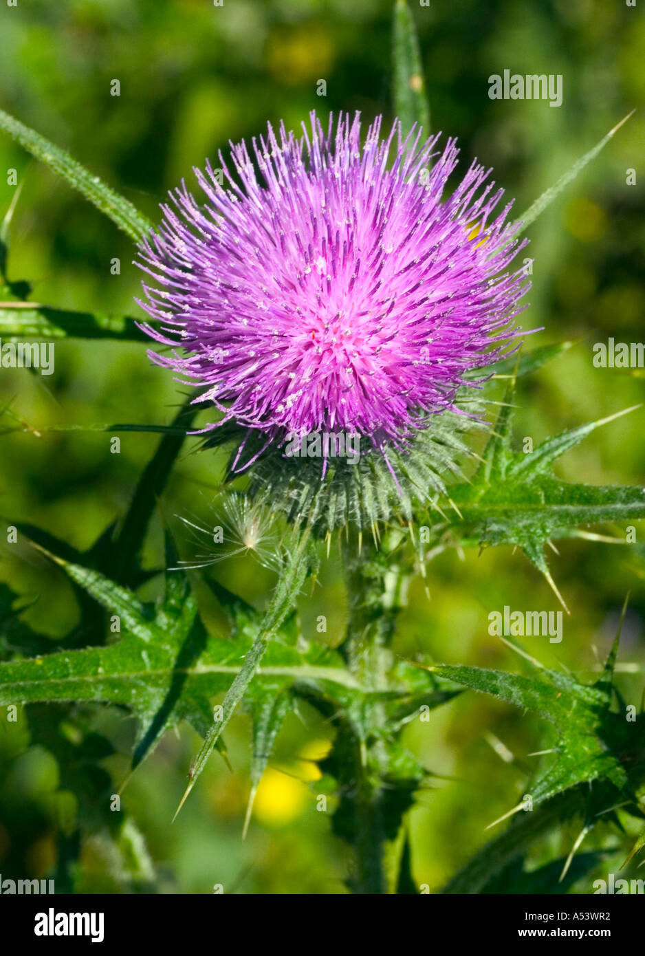 The scottish thistle hi-res stock photography and images - Alamy