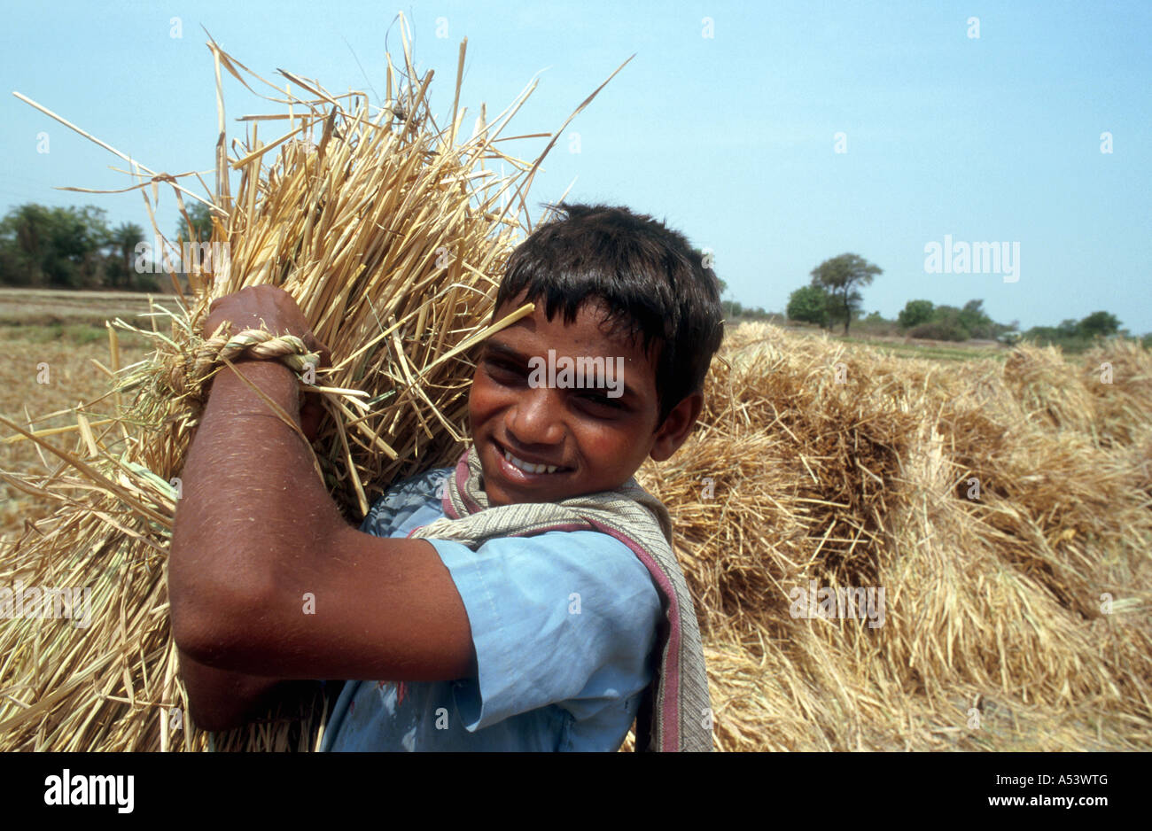 Painet ha2229 5015 india children labor boy threshing rice country ...