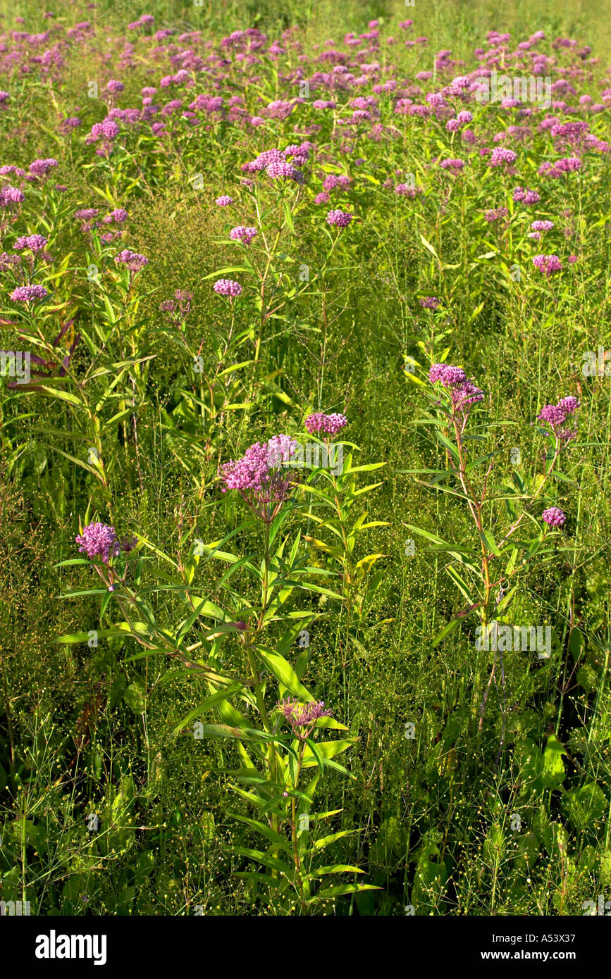 PRESERVES Lake Forest Illinois Swamp milkweed field Middlefork Savannah ...