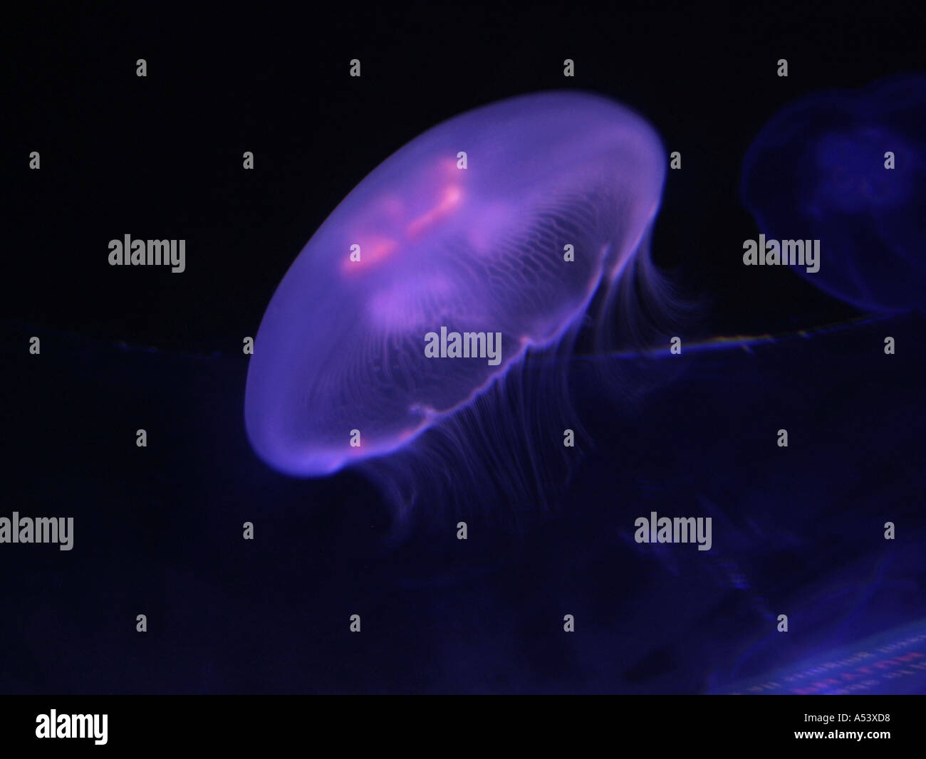 Spineles hi-res stock photography and images - Alamy