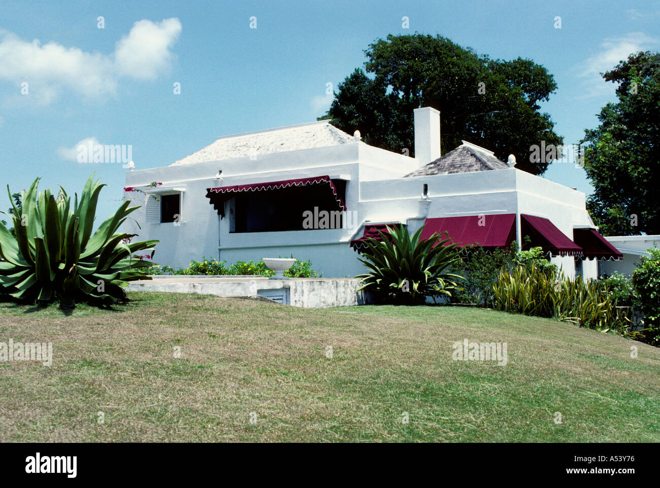 Firefly Jamaica High Resolution Stock Photography and Images - Alamy