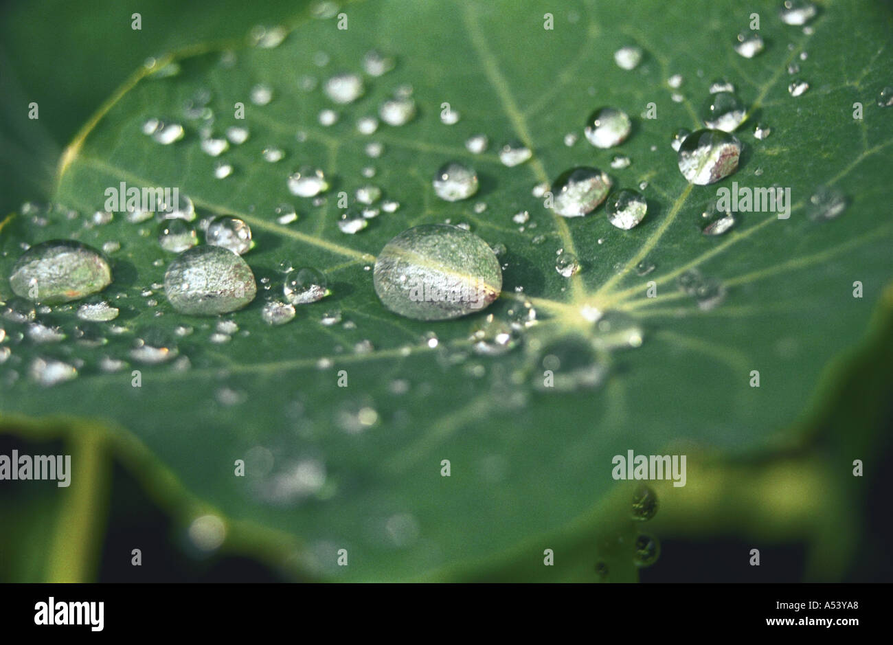 Nasturtium leaf covered with drops of water Altai Siberia Russia Stock ...