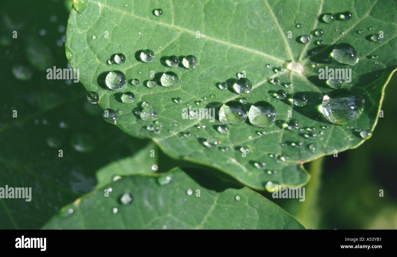 Nasturtium leaf covered with drops of water Altai Siberia Russia Stock ...