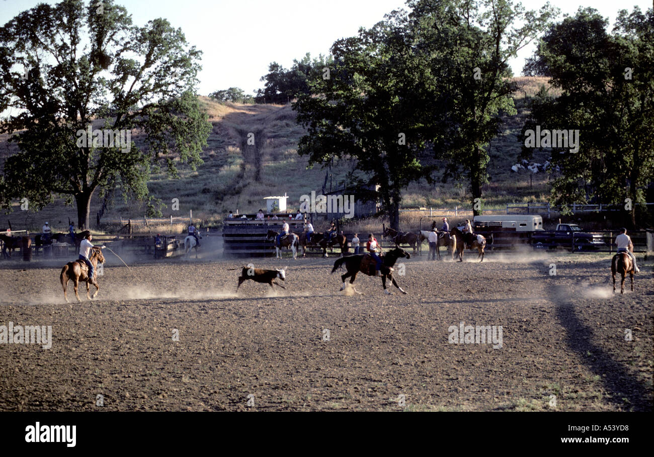 Cowboy lassoing cattle hi-res stock photography and images - Alamy