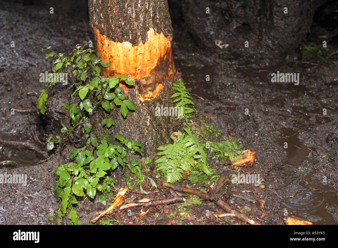 Car damaged tree hi-res stock photography and images - Alamy