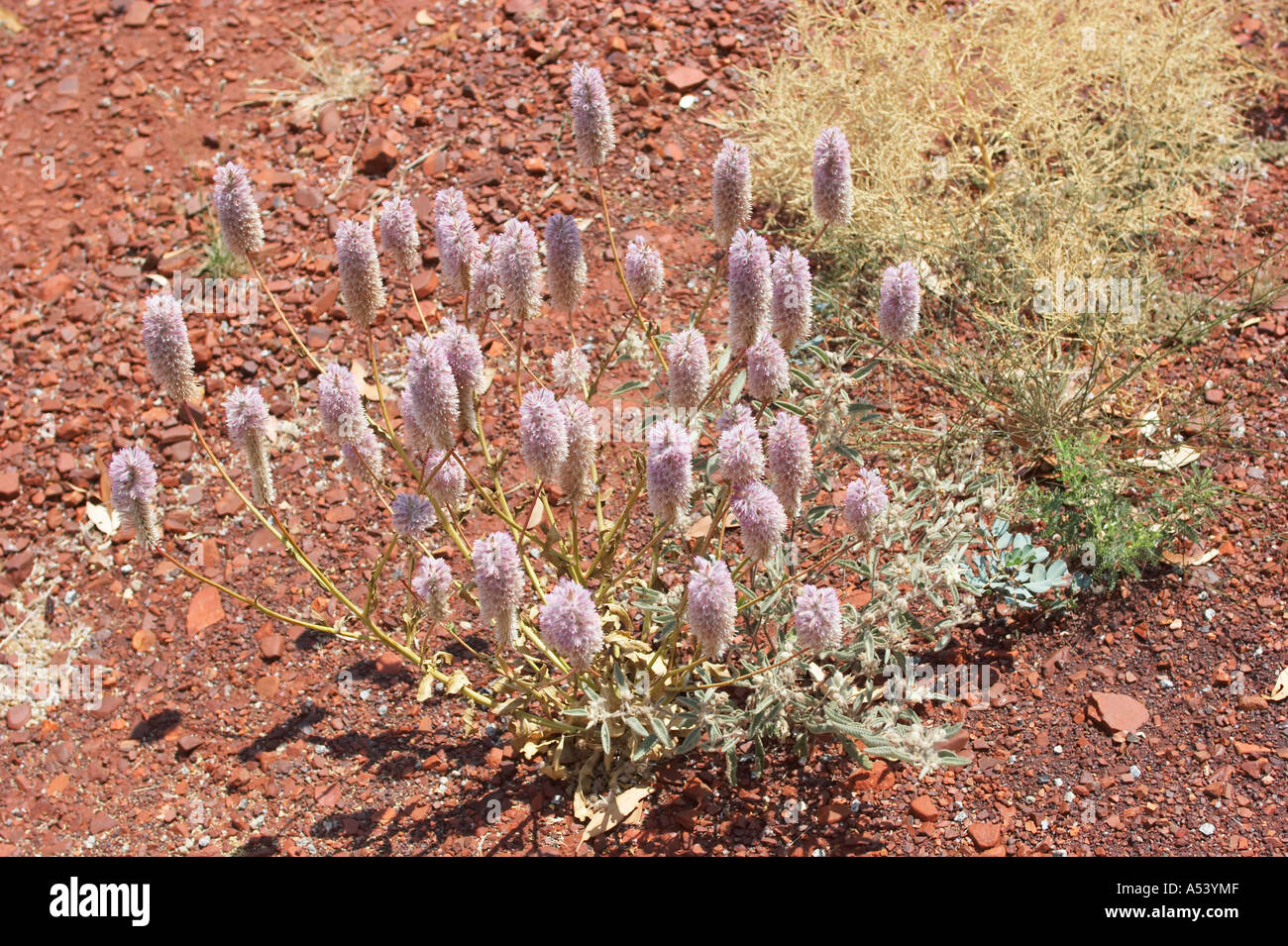 Mulla mulla plant hi-res stock photography and images - Alamy