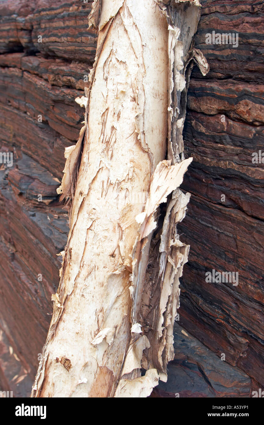 Bole of a paper bark tree in Karijini National Park Melaleuca ...