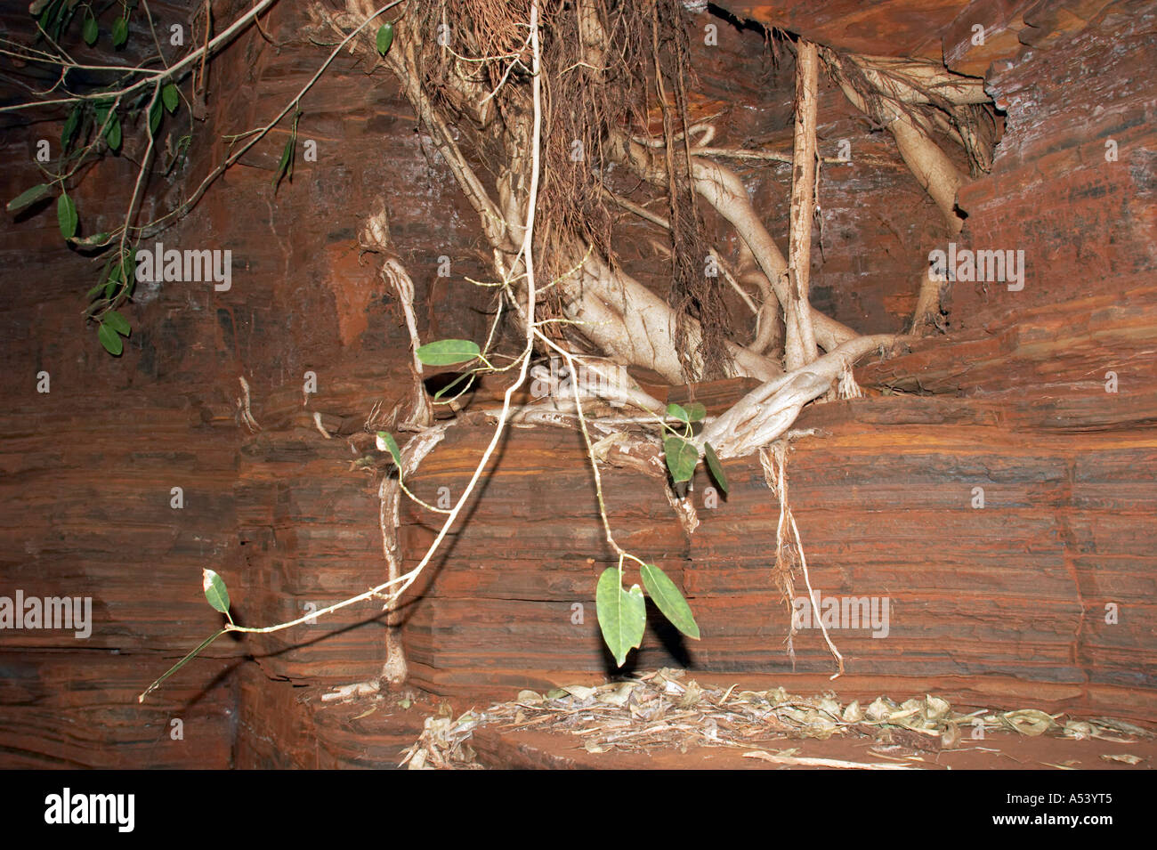 Rock and roots hi-res stock photography and images - Alamy