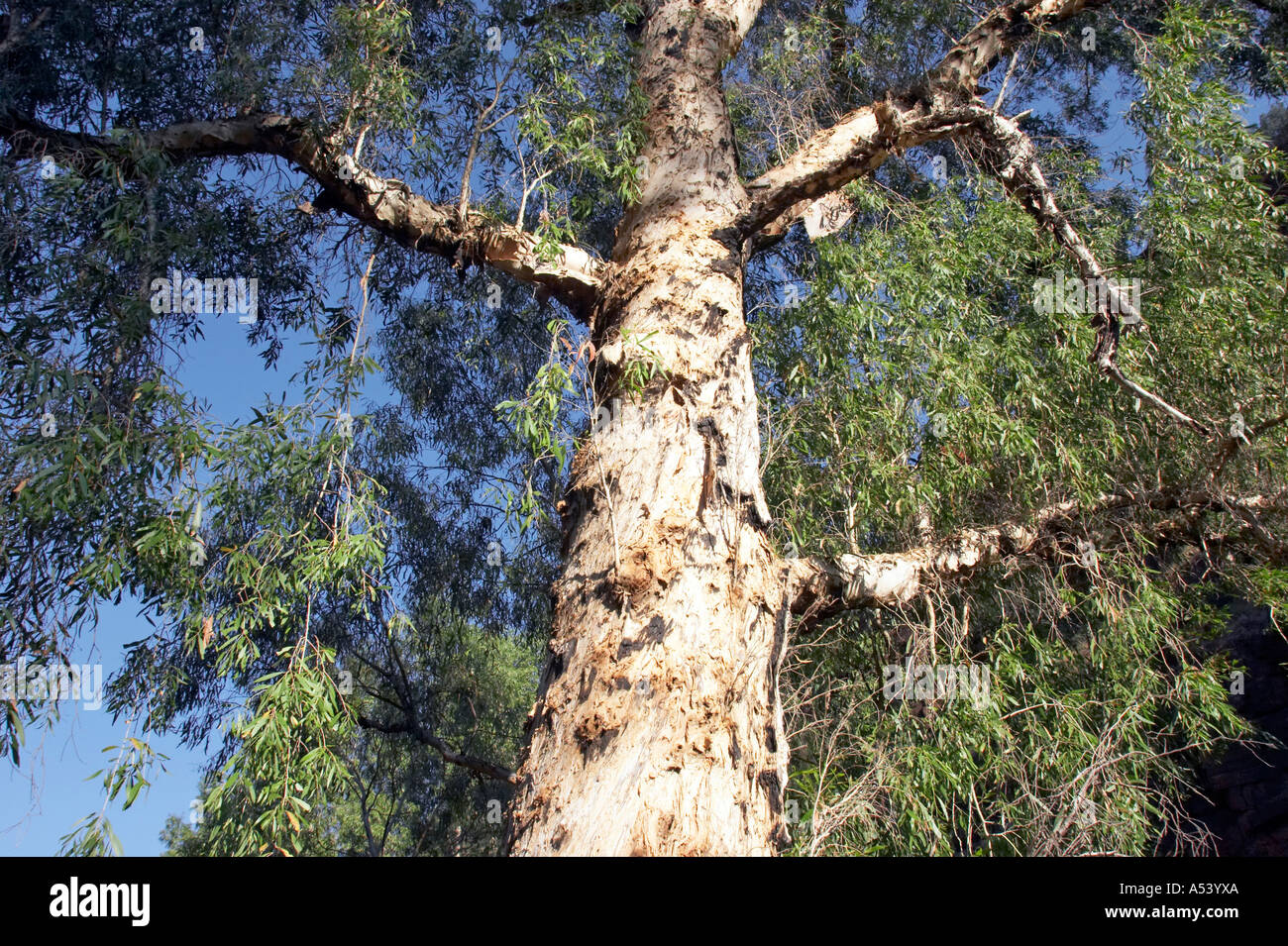 Pilbara tree trees hi-res stock photography and images - Alamy