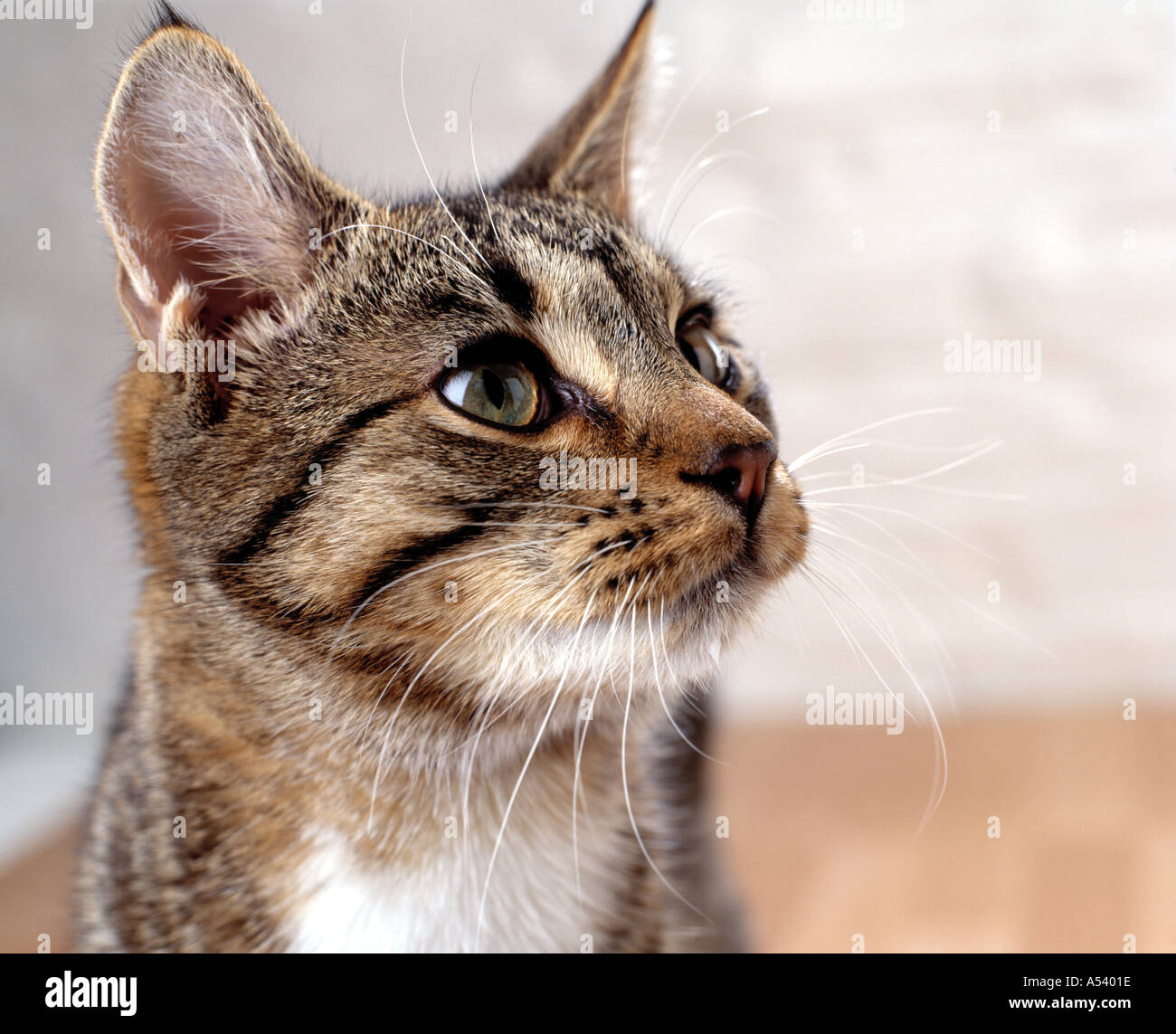 cat looking up Stock Photo - Alamy