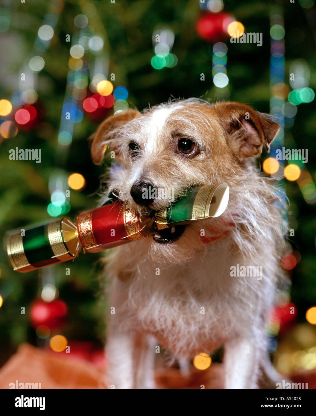 Cracker dog hi-res stock photography and images - Alamy