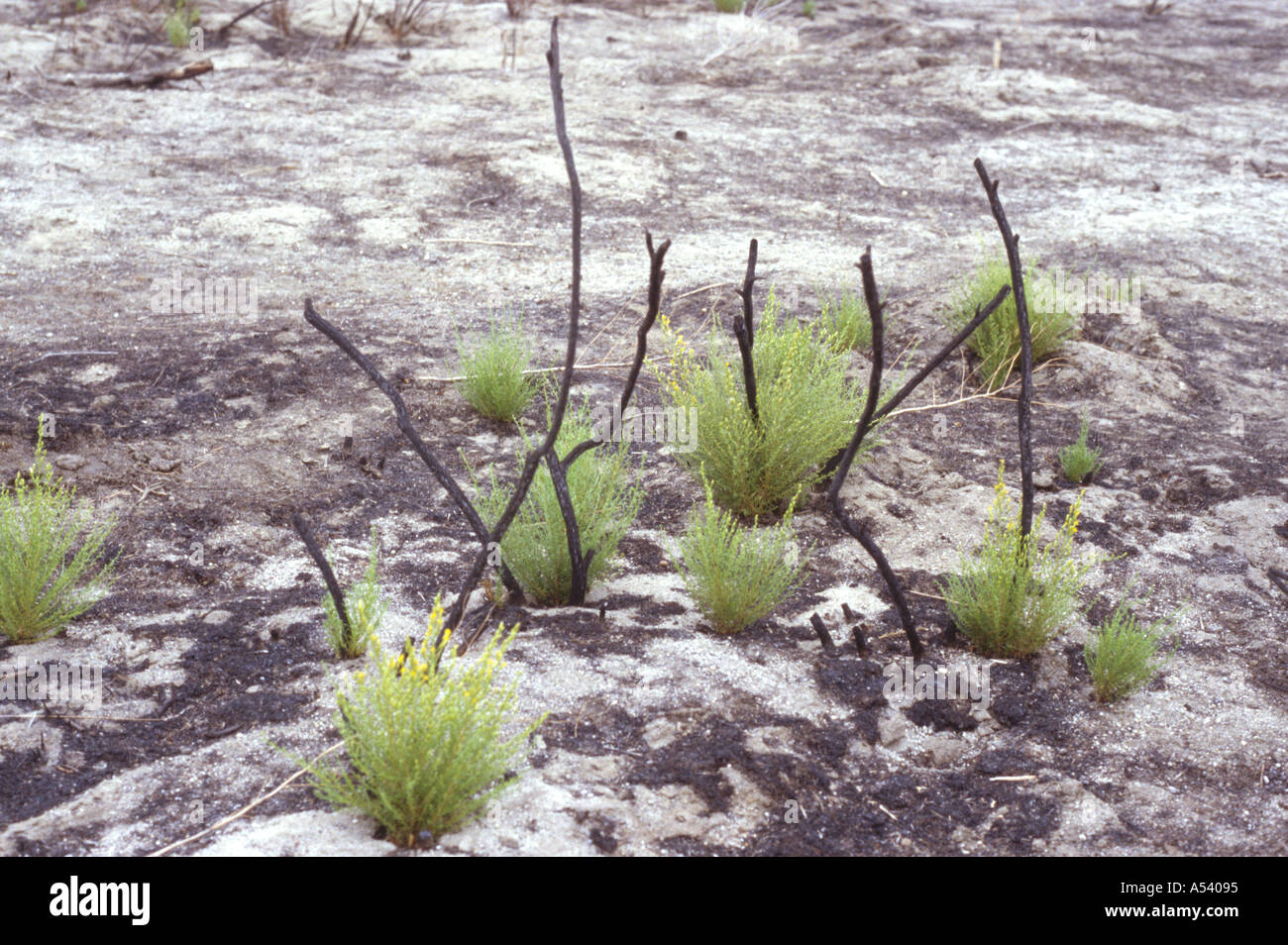 bush growing back after fire Stock Photo - Alamy
