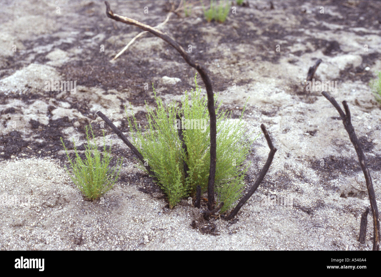 bush growing back after fire Stock Photo - Alamy