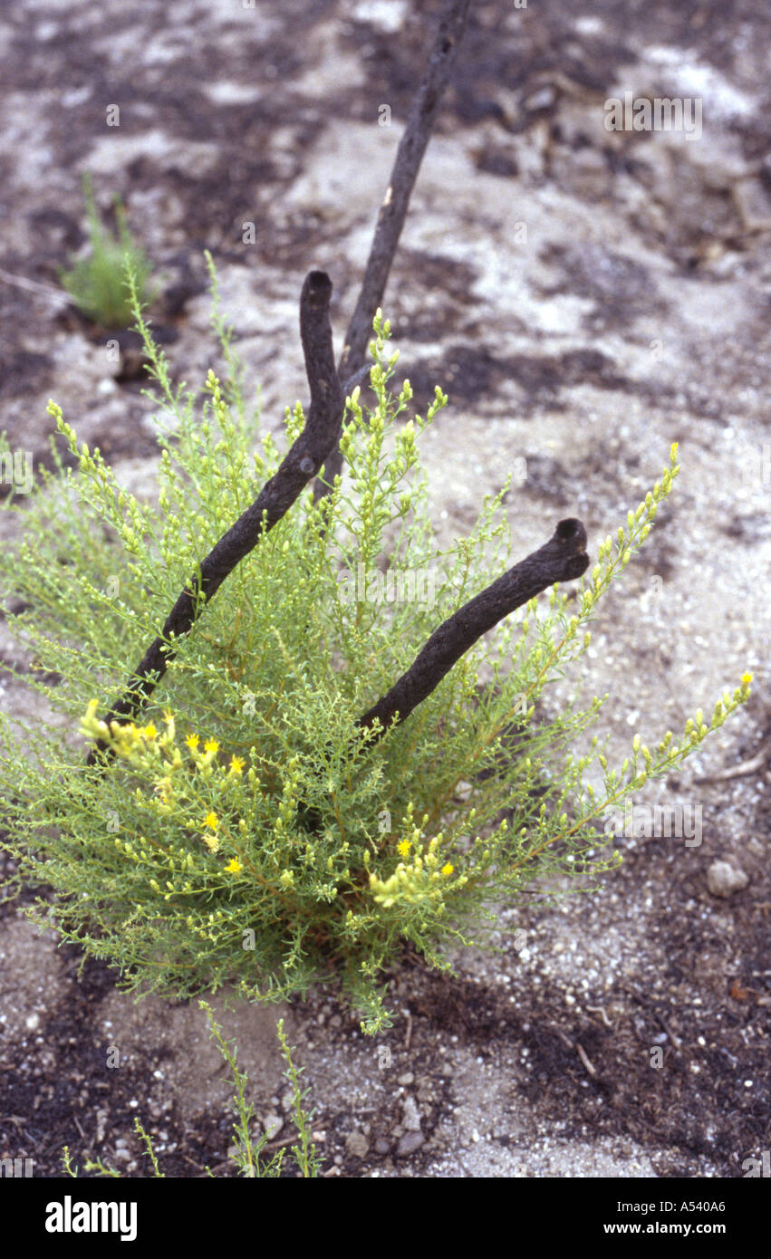 bush growing back after fire Stock Photo - Alamy