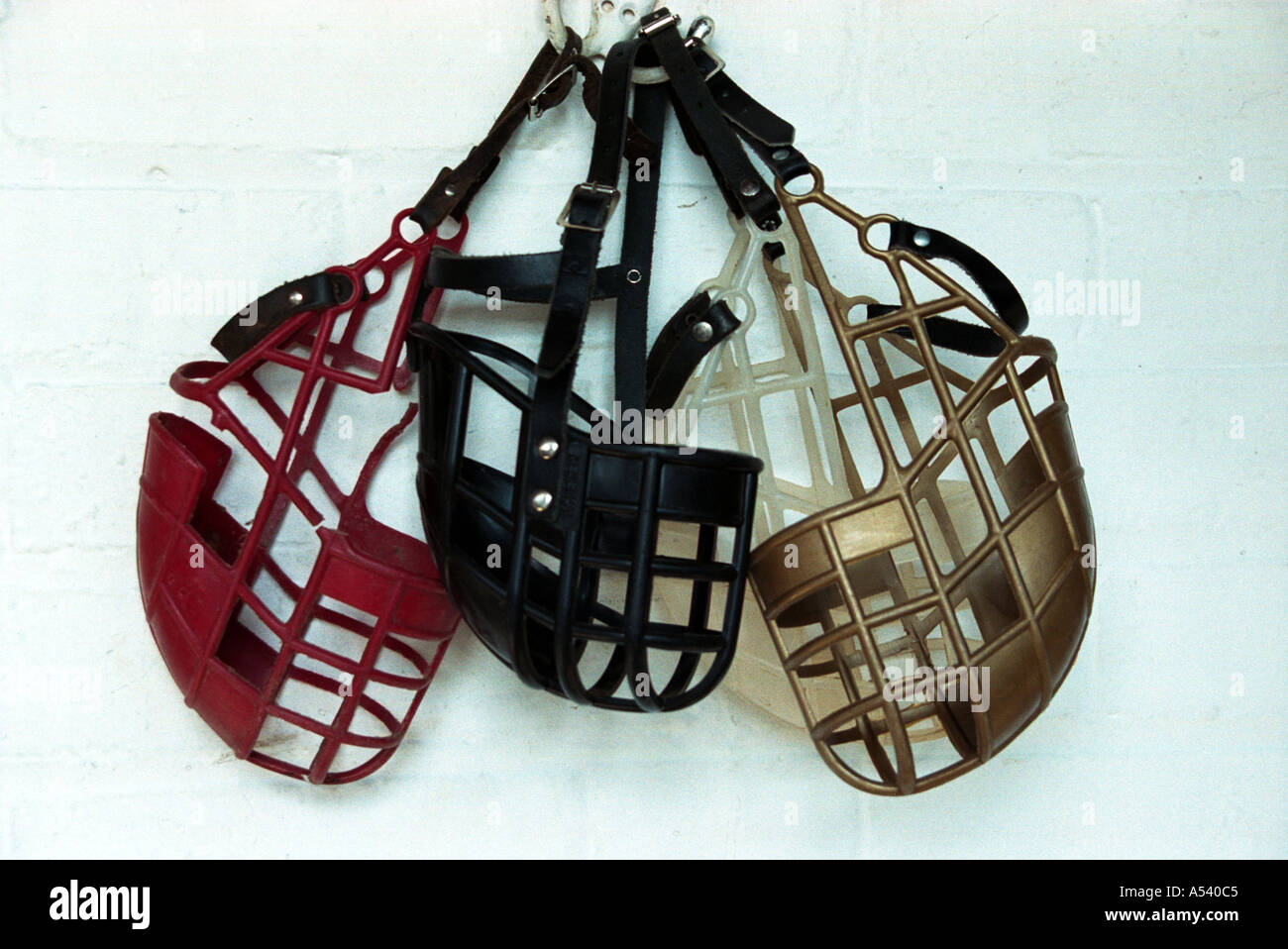 Muzzles are used on racing greyhounds to prevent injuries not because ...