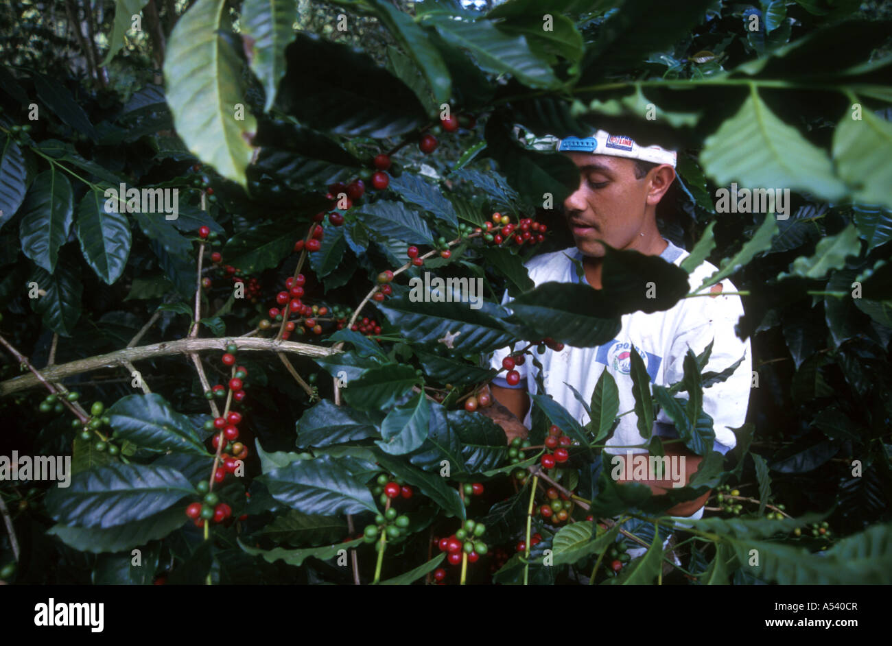 Painet ha2386 5211 venezuela farming harvesting coffee beans ...