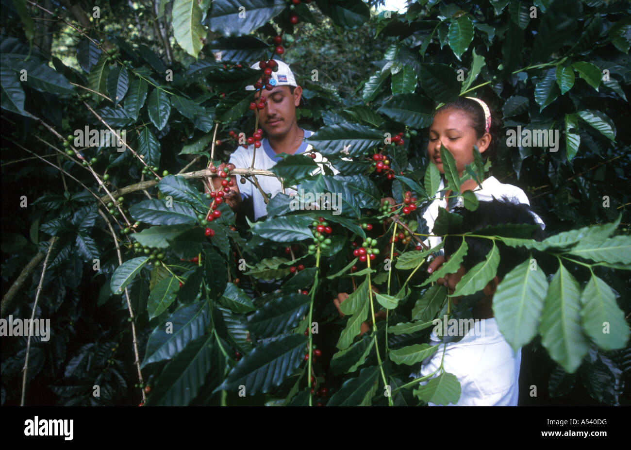 Painet ha2387 5212 couple venezuela farming harvesting coffee beans ...