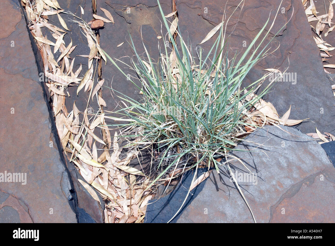 Kalamina gorge karijini hi-res stock photography and images - Alamy