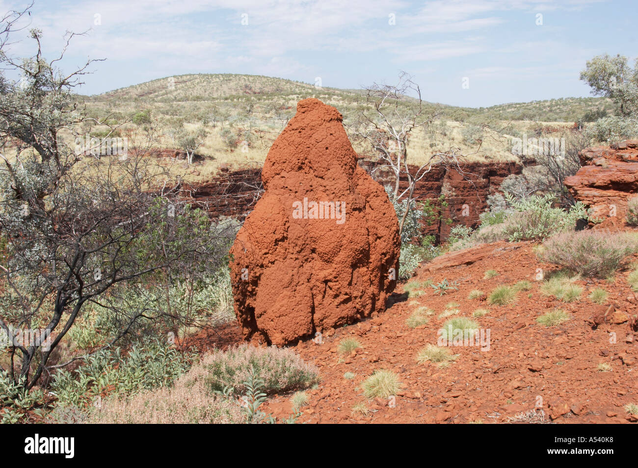 Termite nest termites outside hi-res stock photography and images - Alamy