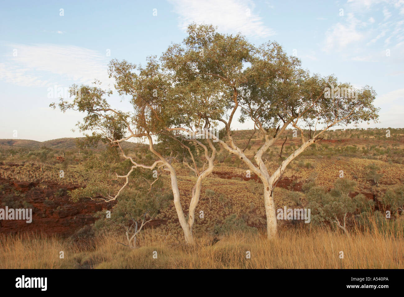 Two snappy gum trees Karijini National Park Pilbara region western ...
