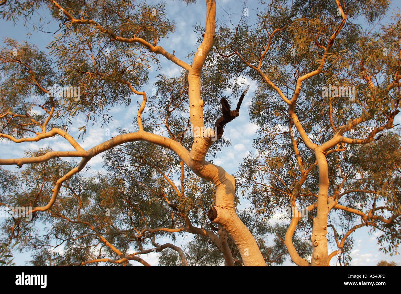 Snappy gum tree Stock Photo - Alamy
