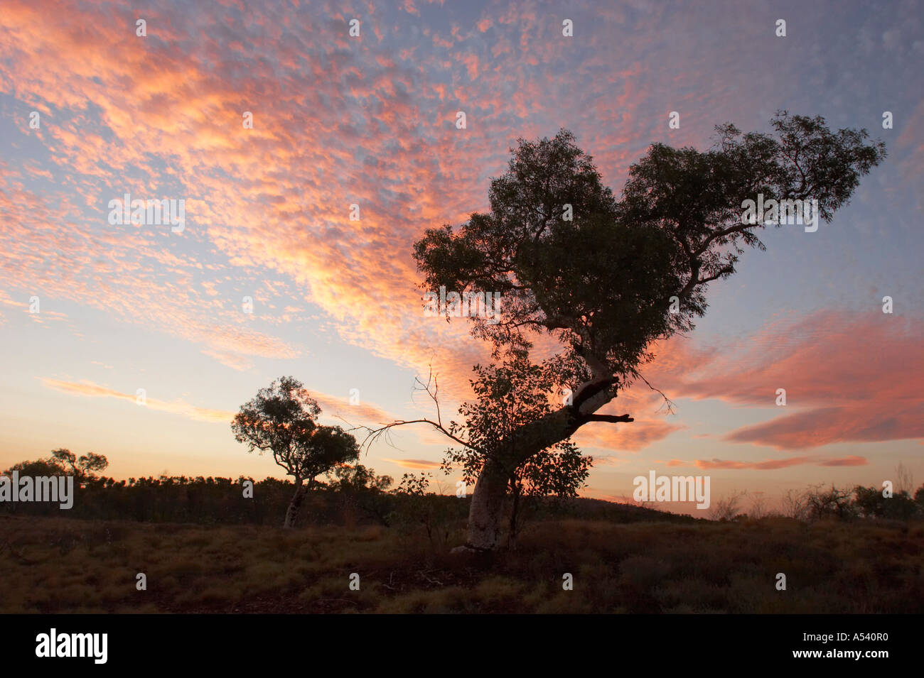 Sunset with beautiful evening sky and a tree in the front Pilbara ...