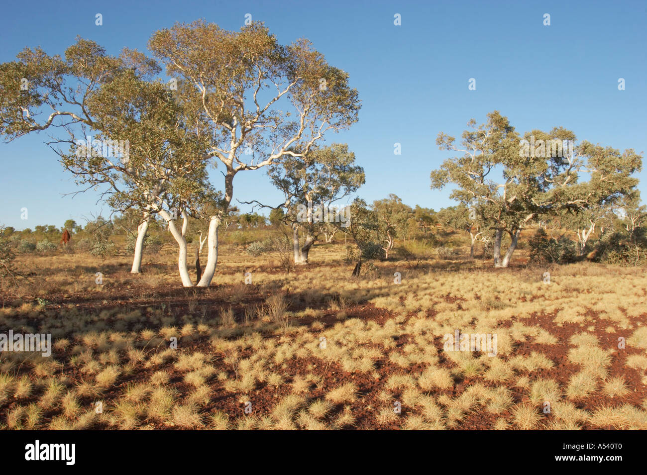 Landscape with spinifex grass and snappy gum trees Karijini National ...