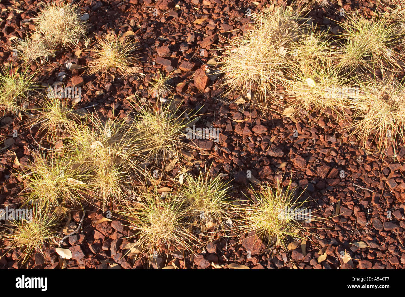 Ground plants grass hi-res stock photography and images - Alamy