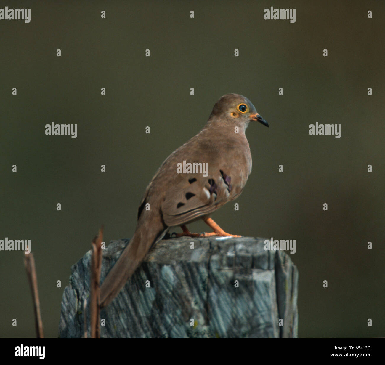 Long tailed dove hi-res stock photography and images - Alamy