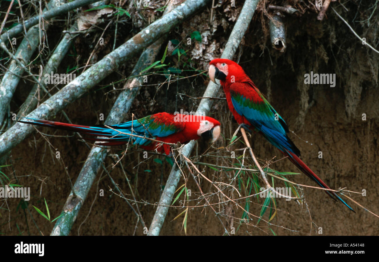 Red and Green macaws Ara chloroptera Manu National Park Peru Stock ...