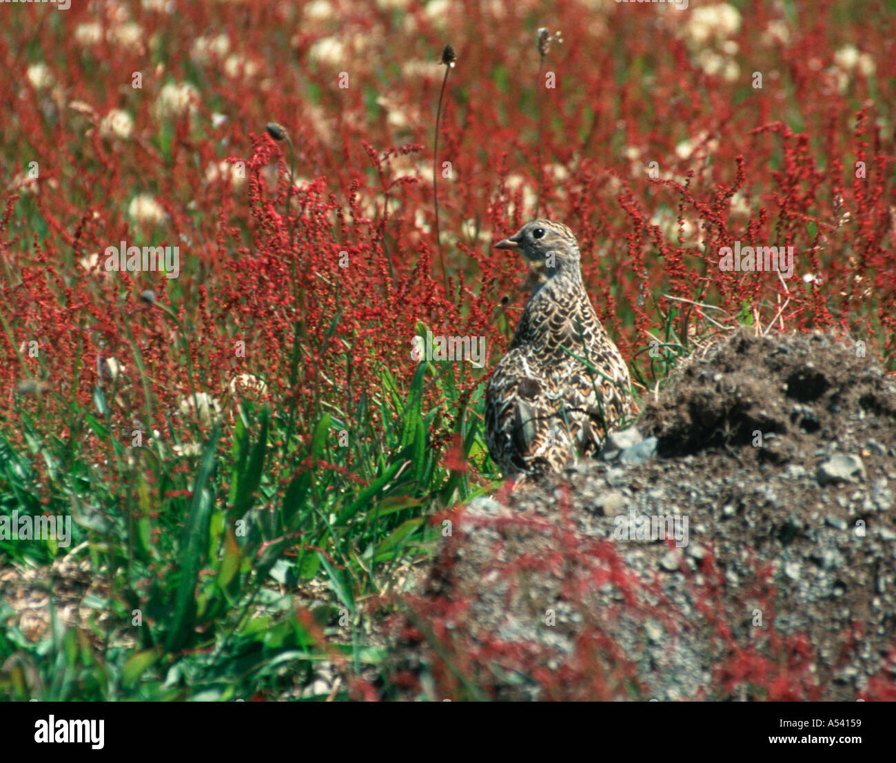 Gray breasted sneedsnipe Thinocorus orbignyianus Torres del Paine ...