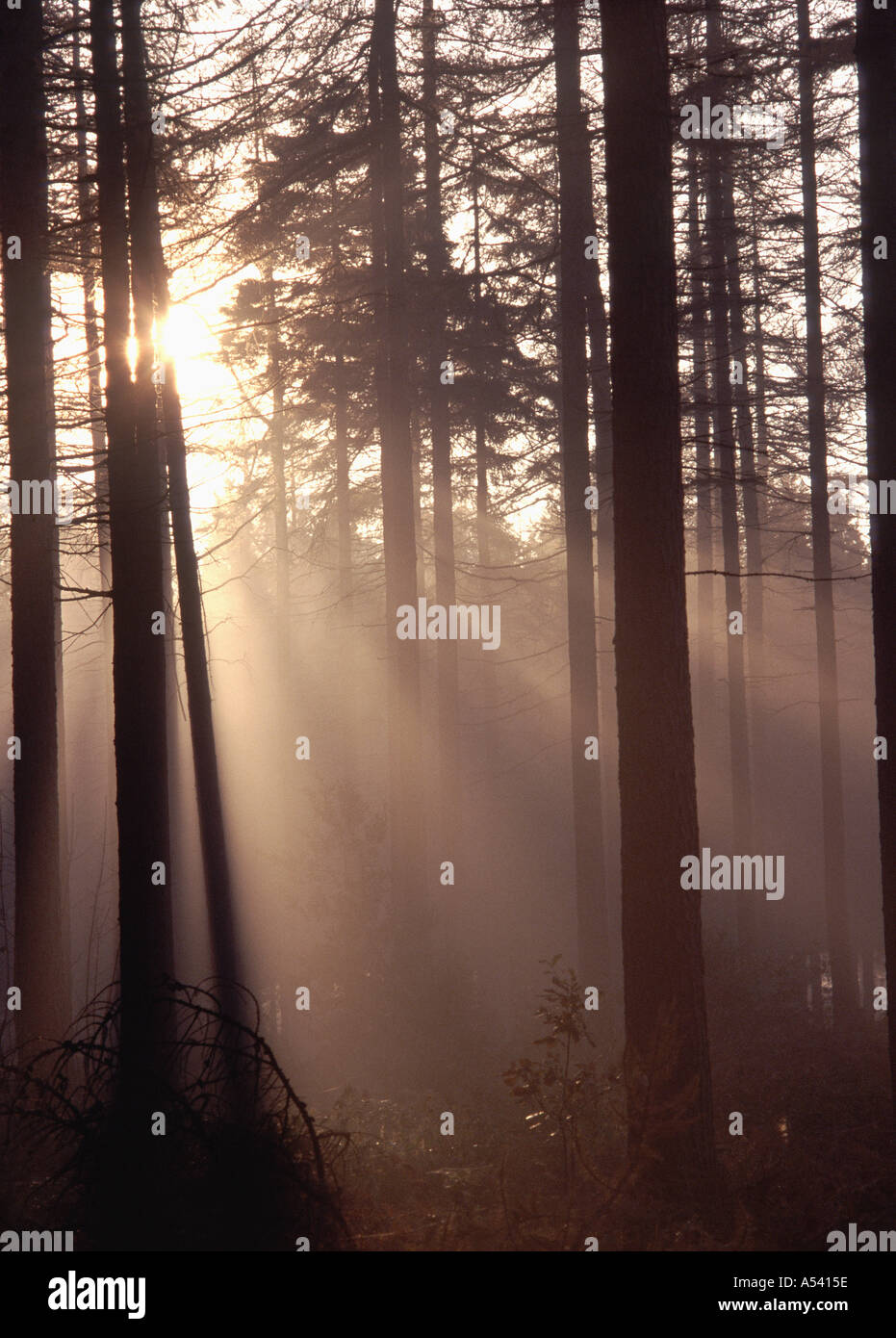 Needwood forest hi-res stock photography and images - Alamy