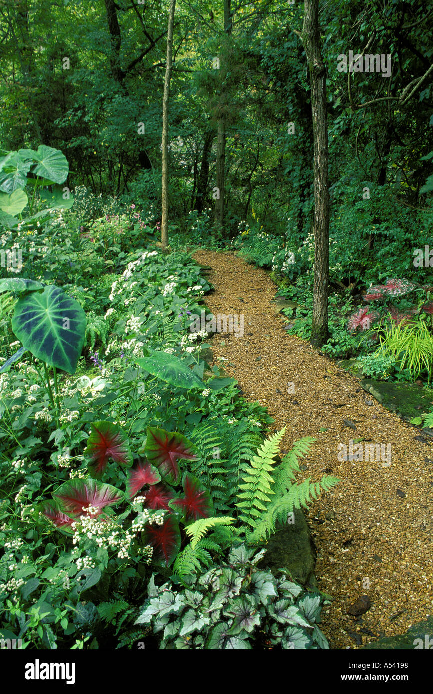 Flower pathway tree ferns hi-res stock photography and images - Alamy