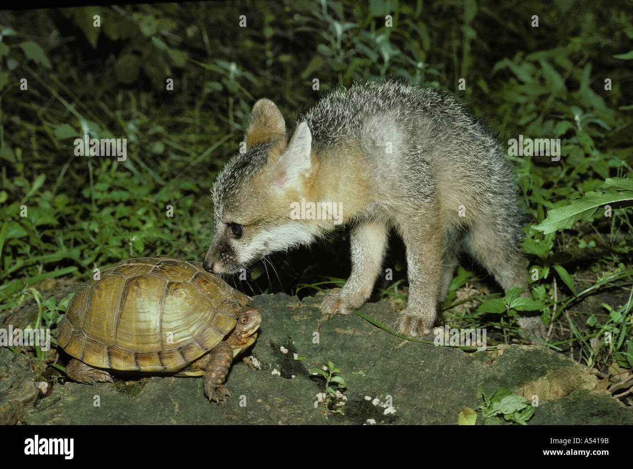Grey fox kit (Urocyon cinereoargenteus) investigates box turtle ...