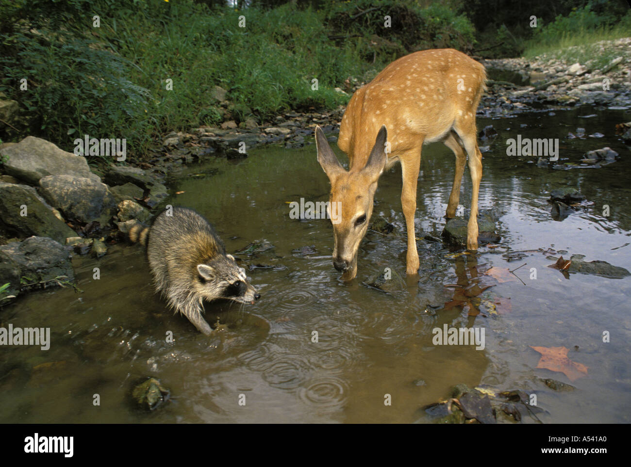 Go away: Raccoon (Procyon lotor) tries to intimidate white-tailed deer ...